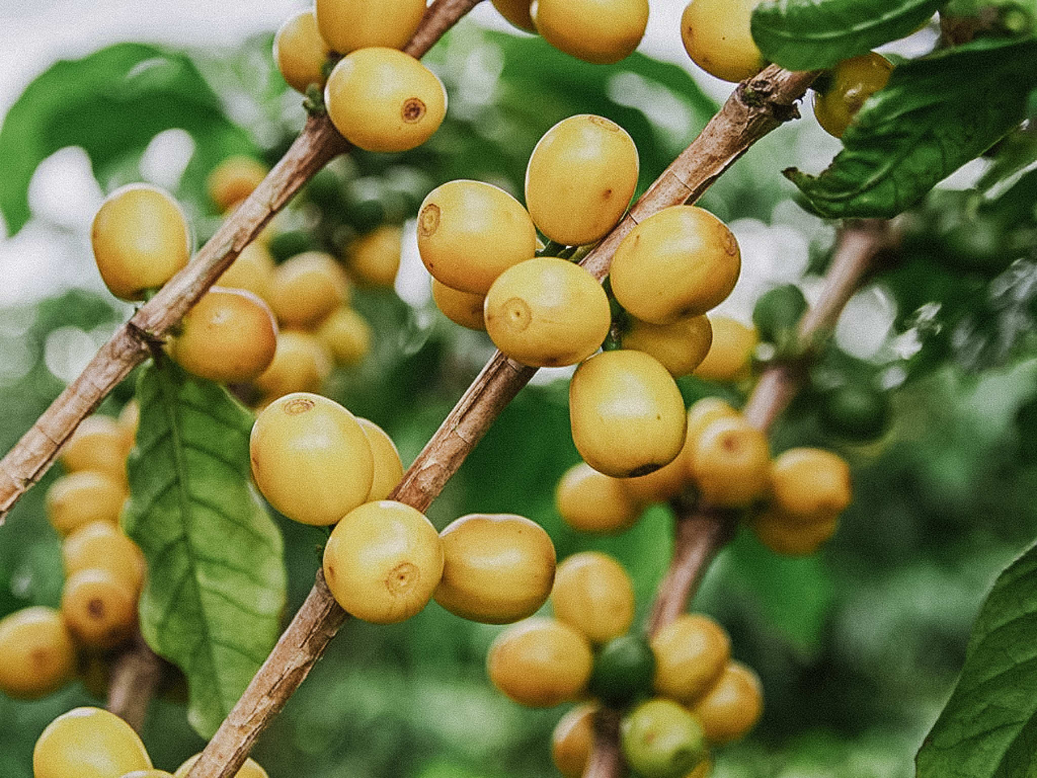 kava.family. Specialty coffee roasters and shop from Split, Croatia ...